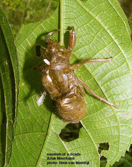 Papua Insects Foundation (Hemiptera/Cicadidae & Tibicinidae)